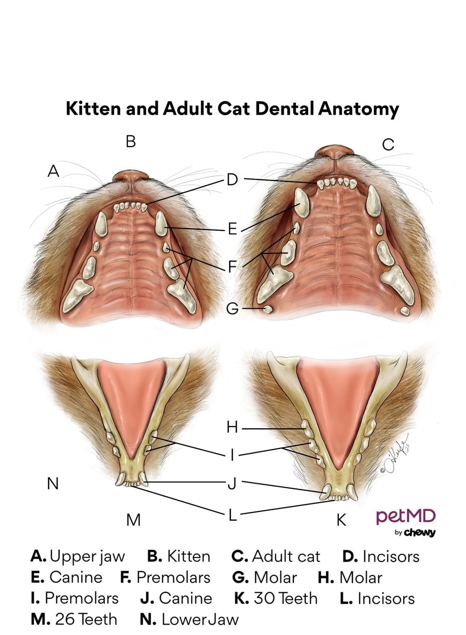 Why Did My Cat’s Tooth Fall Out: A Complete Guide - Animalyour