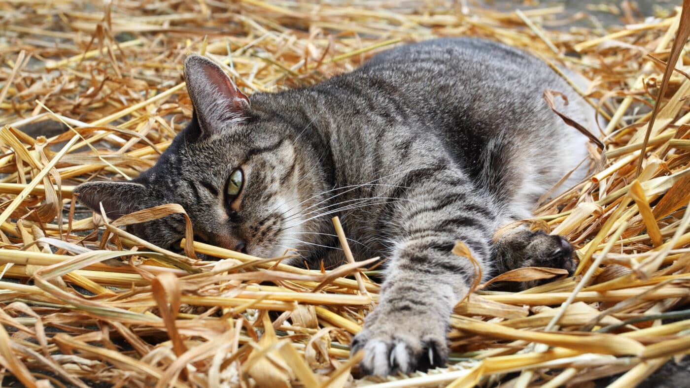 Best Bedding Material for Feral Cats: My Ultimate Guide - Animalyour