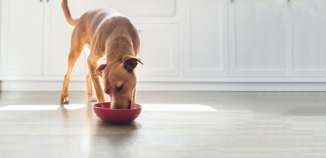 How To Transition Cat Food: A Comprehensive Guide for Pet Owners ...